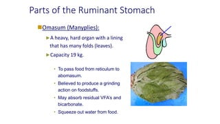 Digestive system 2nd | PPTX