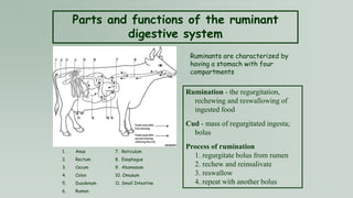 Digestive system 2nd | PPTX