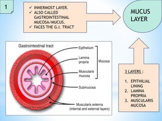 Digestive system introduction | PPT