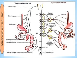 Digestive system introduction | PPT