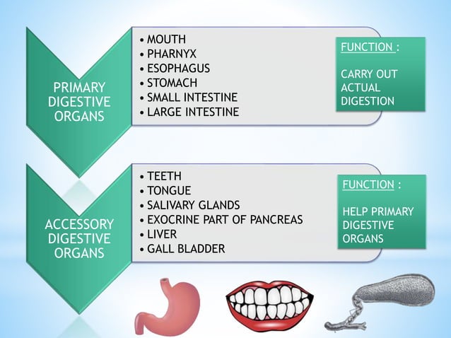 Digestive system introduction | PPT