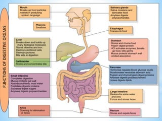Digestive system introduction | PPT