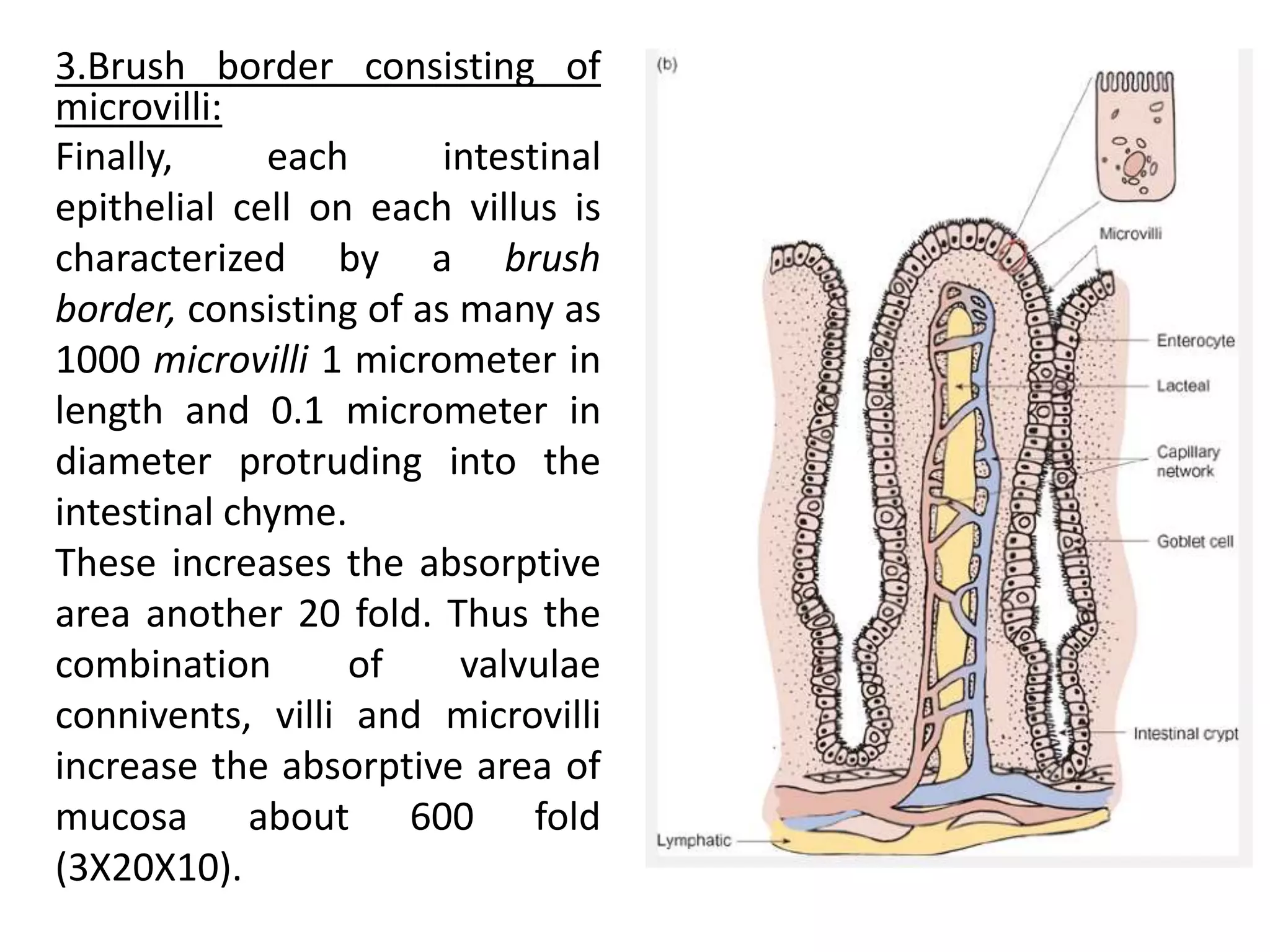Digestive system (Absorption) / Food Absorption | PPTX