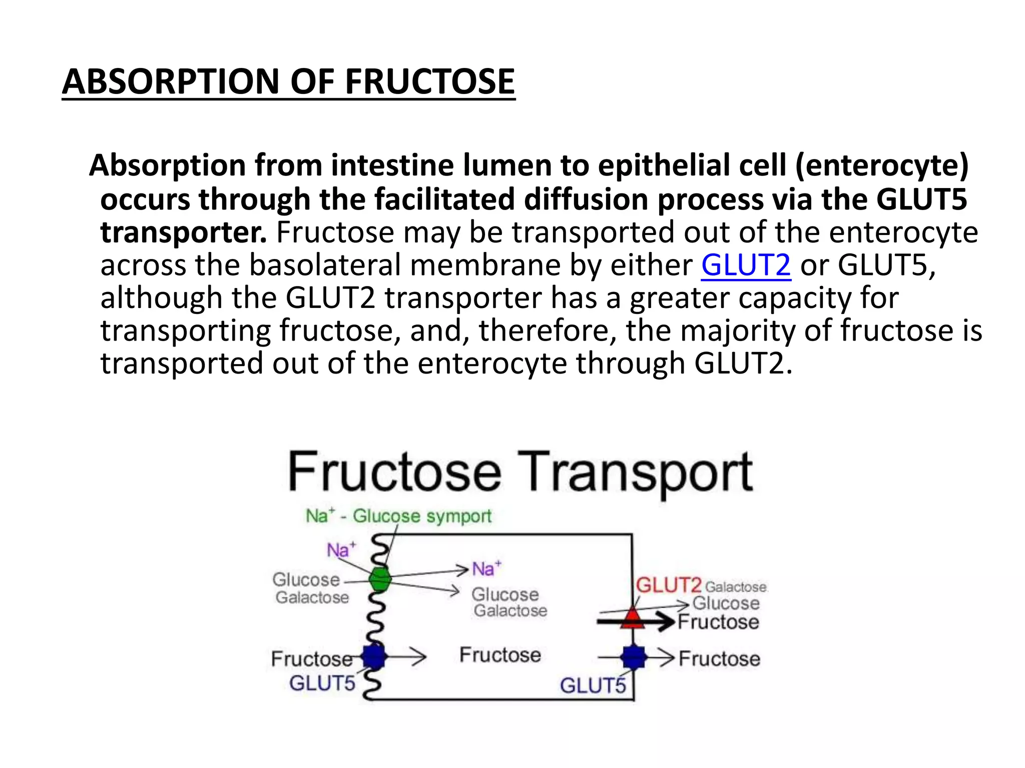 Digestive system (Absorption) / Food Absorption | PPTX