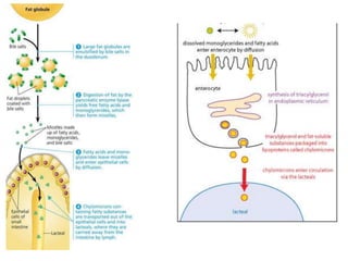 Digestive system (Absorption) / Food Absorption | PPTX