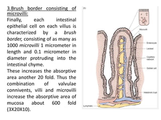 Digestive system (Absorption) / Food Absorption | PPTX
