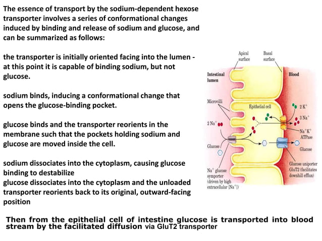 Digestive system (Absorption) / Food Absorption | PPTX