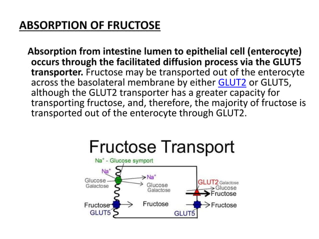 Digestive system (Absorption) / Food Absorption | PPTX