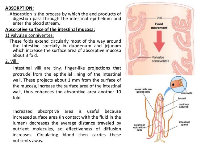 Digestive system (Absorption) / Food Absorption