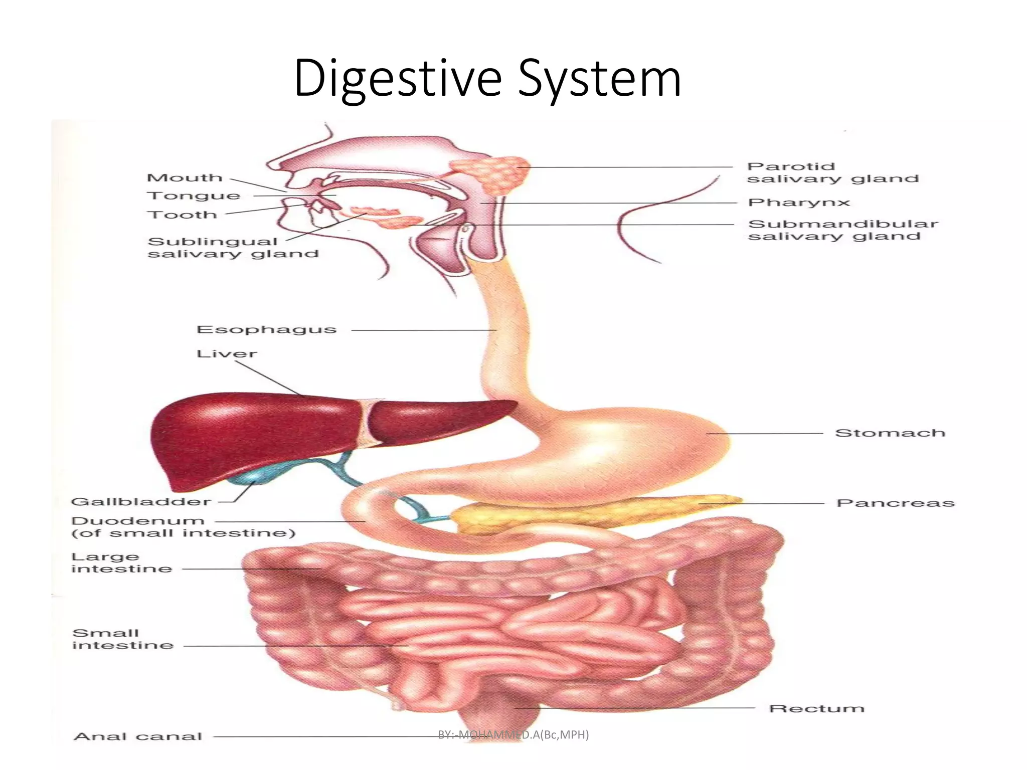 digestive system Anatomy.pdf