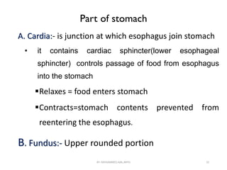 digestive system Anatomy.pdf