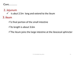 digestive system Anatomy.pdf