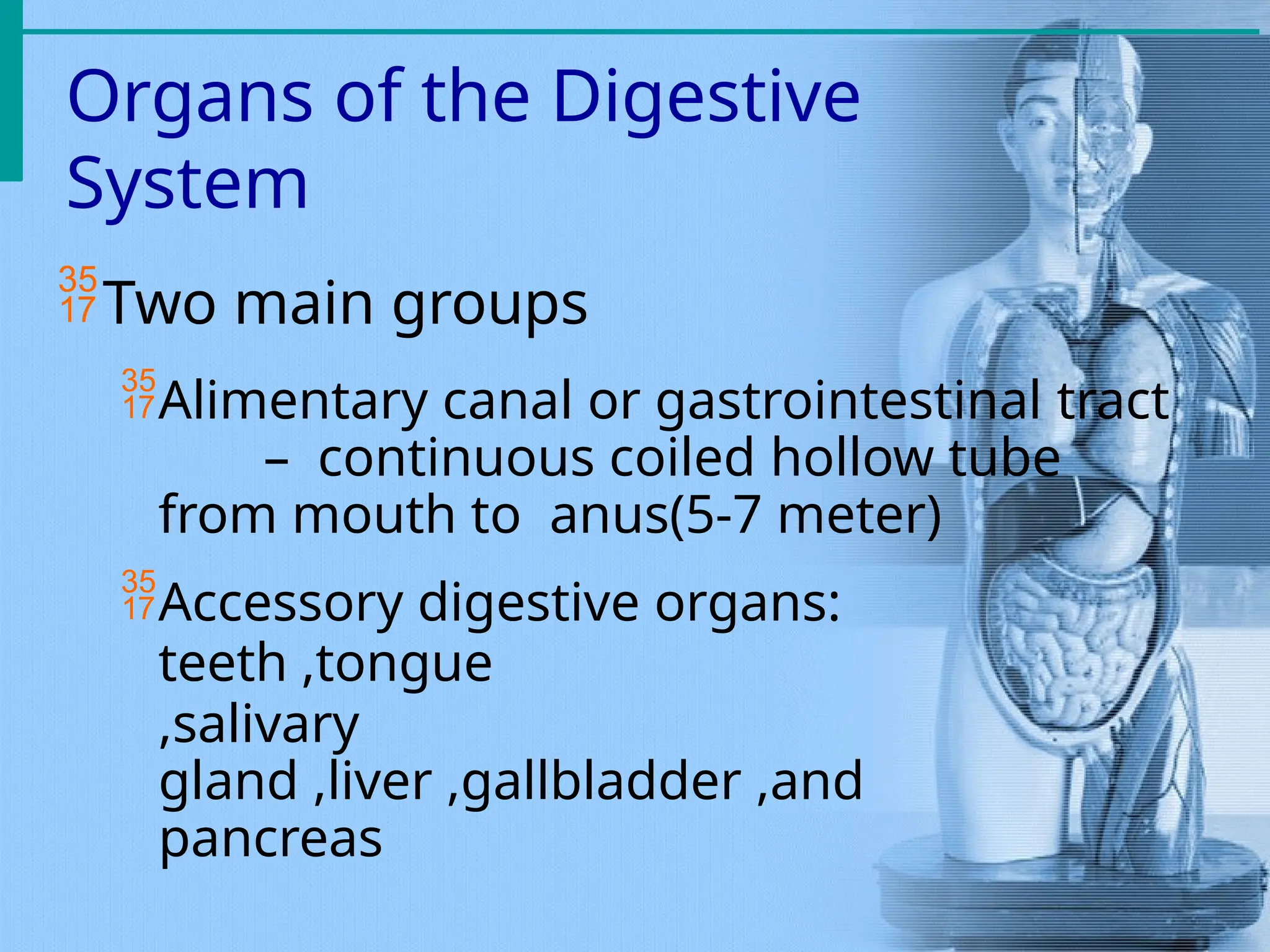 Anatomy and physiology of the digestive system | PPTX