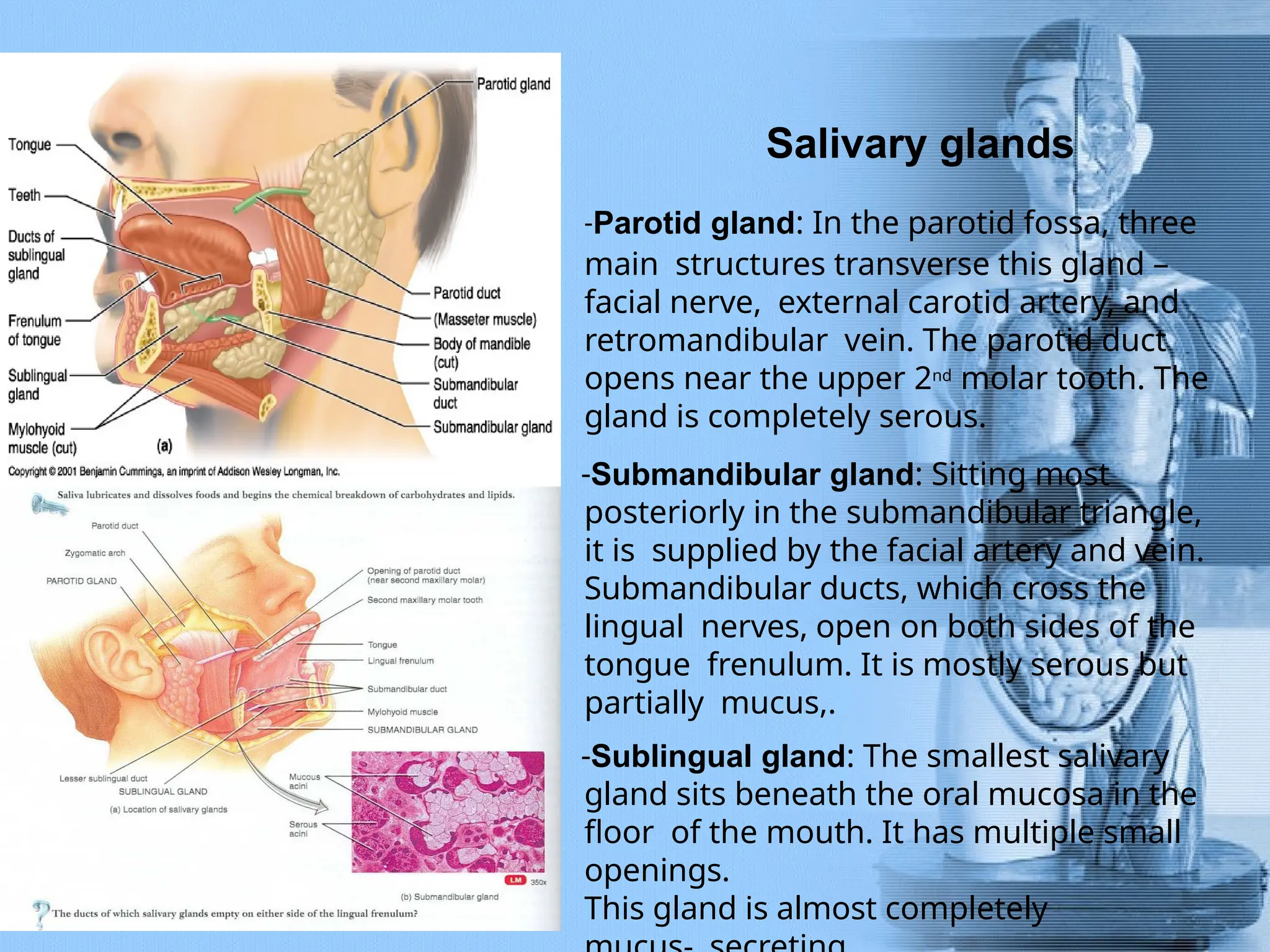 Anatomy and physiology of the digestive system | PPTX