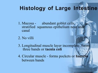 Anatomy and physiology of the digestive system | PPTX