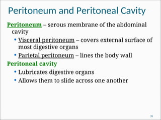 Digestive system anatomy (Department of clinical medicine and surgery ...