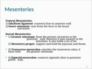 Digestive system anatomy (Department of clinical medicine and surgery ...