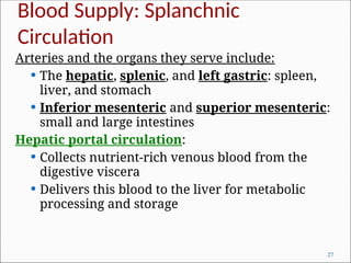 Digestive system anatomy (Department of clinical medicine and surgery ...