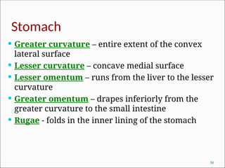 Digestive system anatomy (Department of clinical medicine and surgery ...