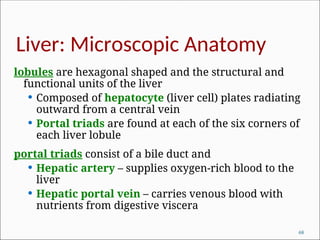 Digestive system anatomy (Department of clinical medicine and surgery ...