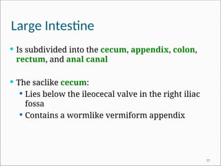 Digestive system anatomy (Department of clinical medicine and surgery ...