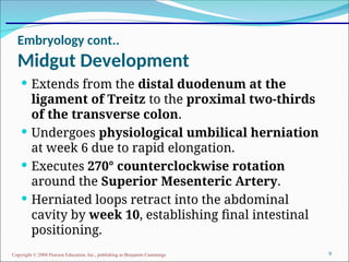 Digestive system anatomy (Department of clinical medicine and surgery ...