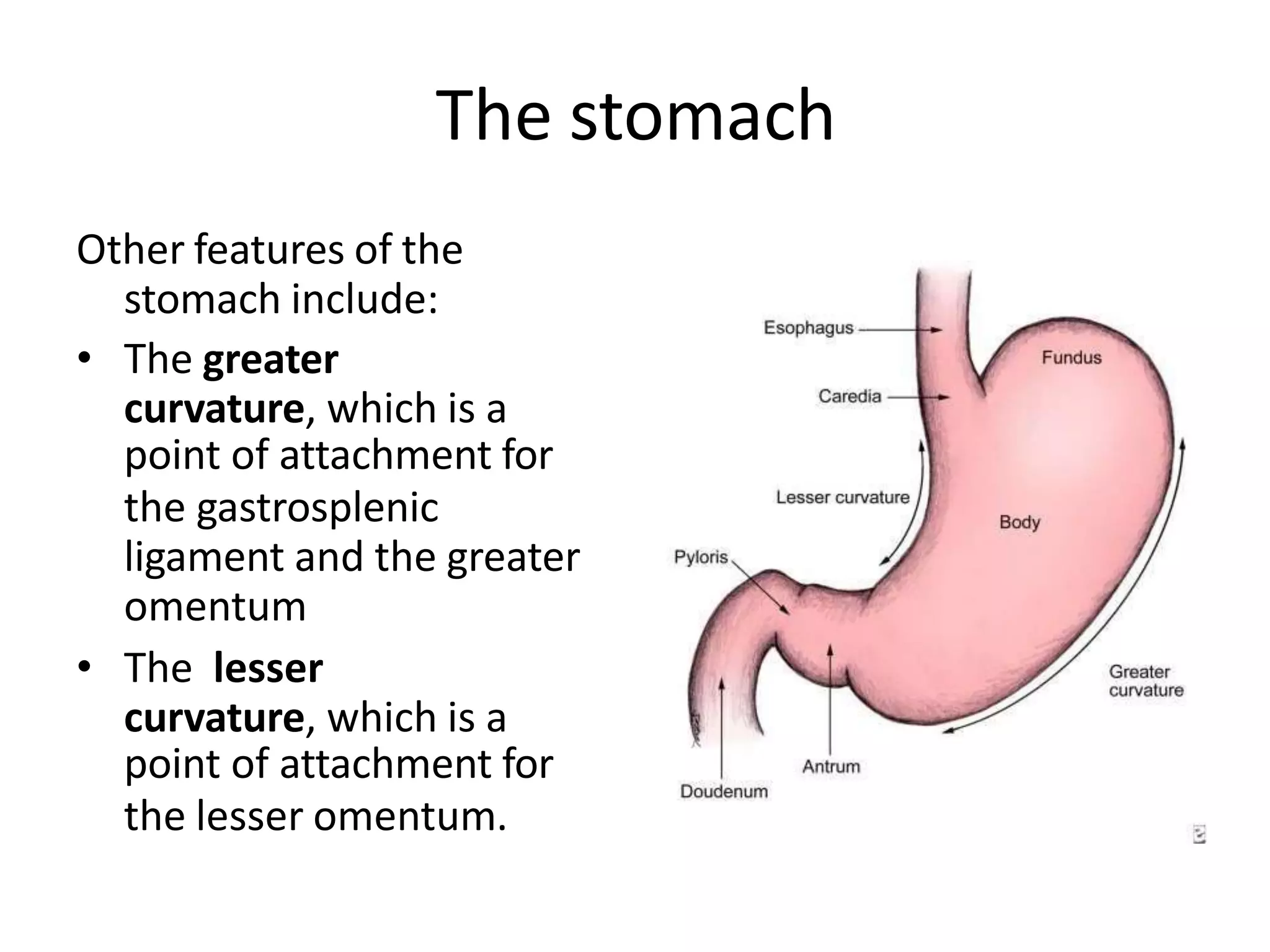 Digestive system anatomy and physiology | PPTX