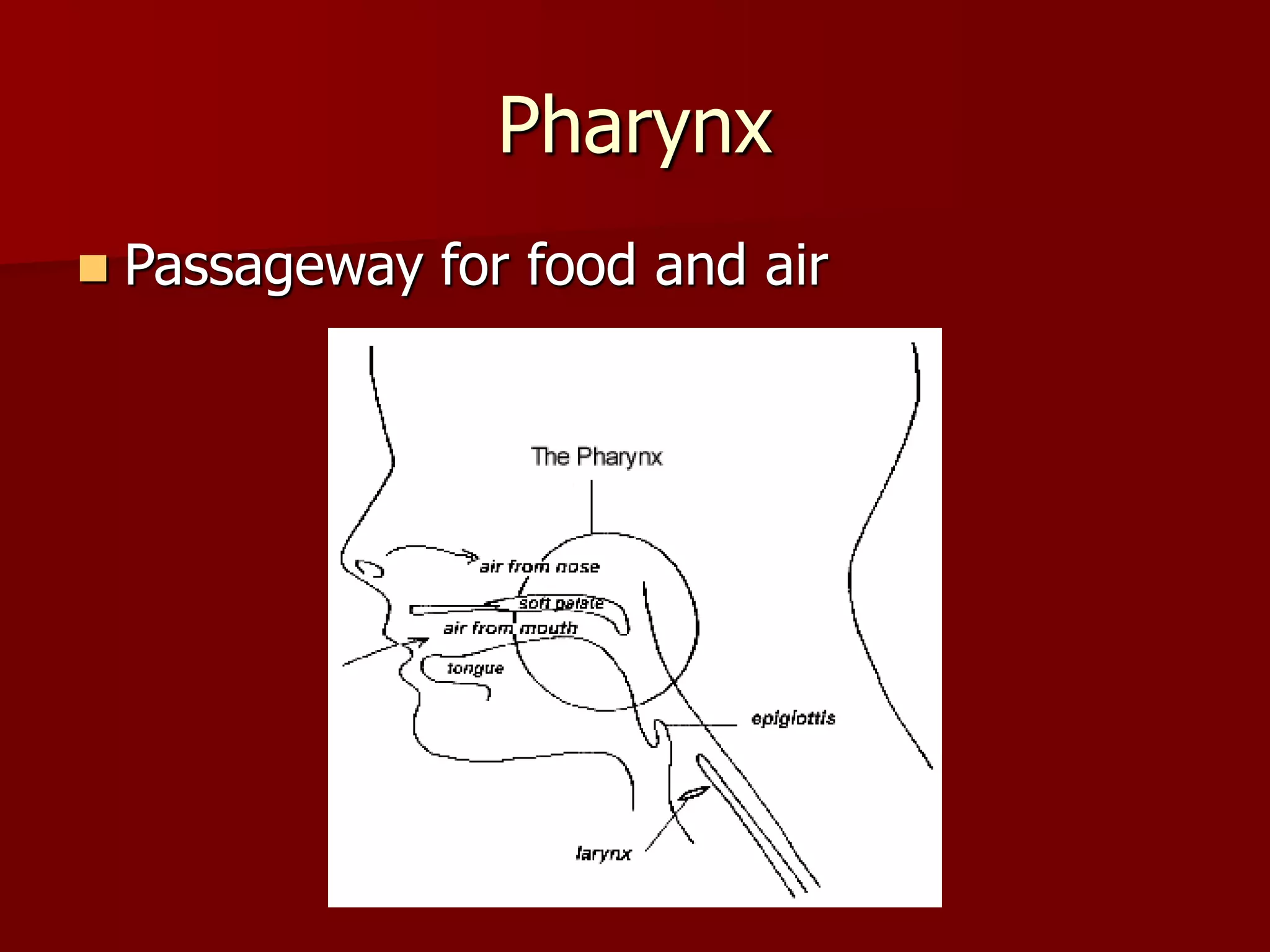 Digestive System Anatomy and Physiology.ppt