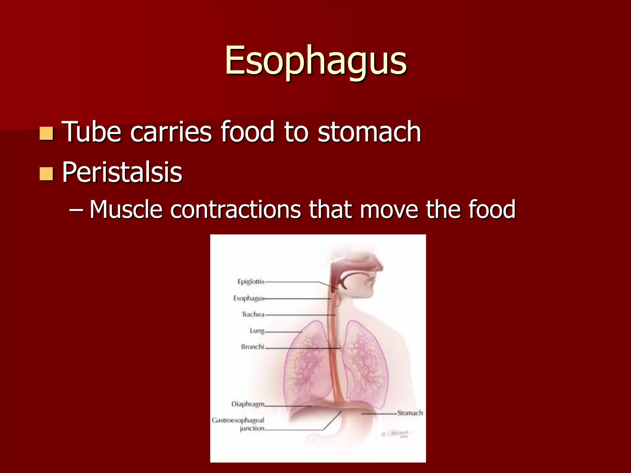 Digestive System Anatomy and Physiology.ppt