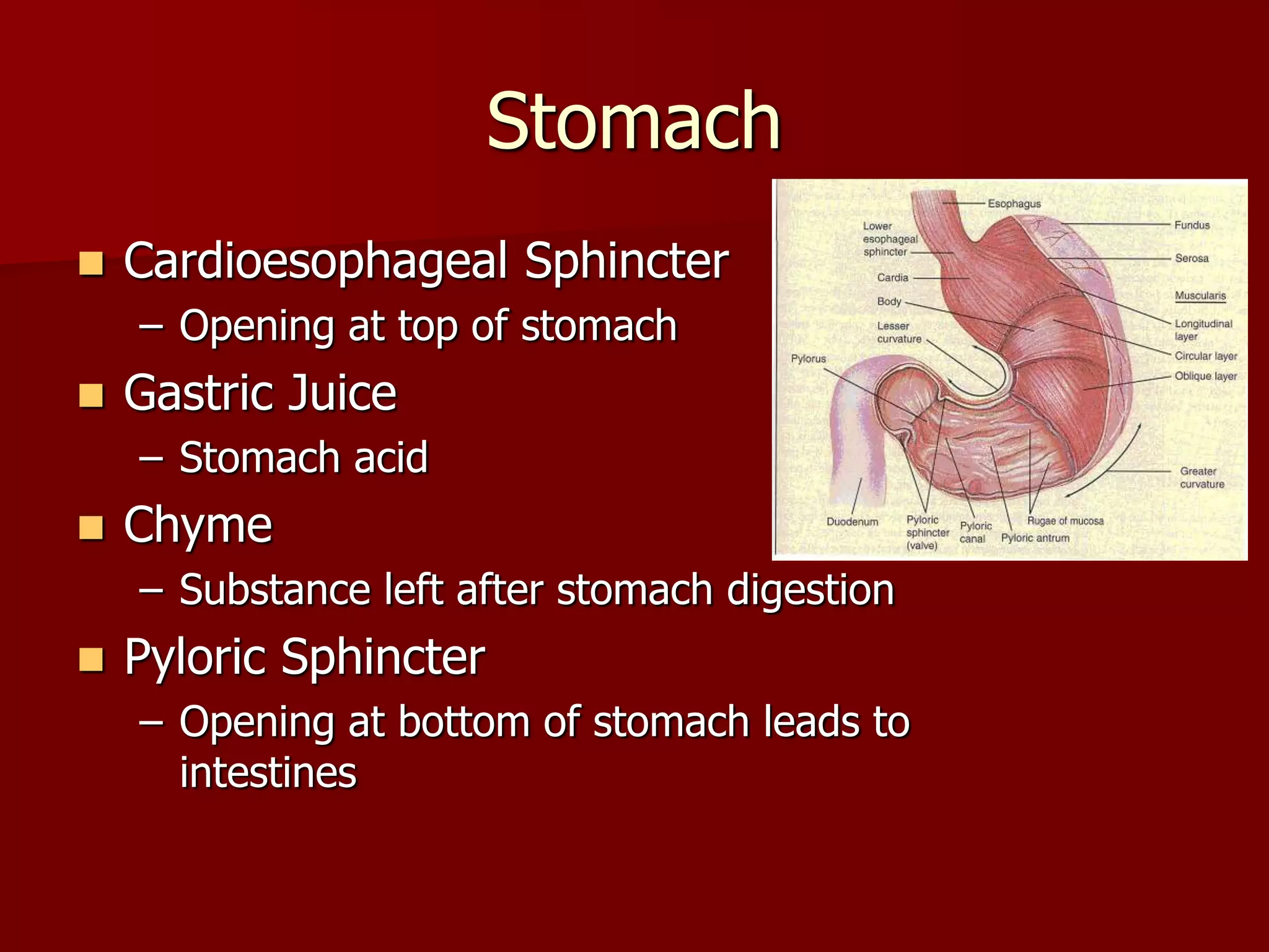 Digestive System Anatomy and Physiology.ppt