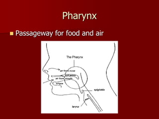 Digestive System Anatomy and Physiology.ppt