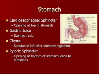 Digestive System Anatomy and Physiology.ppt