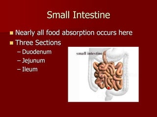 Digestive System Anatomy and Physiology.ppt