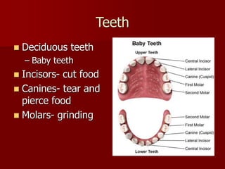 Digestive System Anatomy and Physiology.ppt