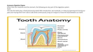 Digestive System Anatomy and Physiology Slides.pptx