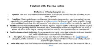 Digestive System Anatomy and Physiology Slides.pptx