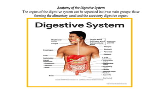 Digestive System Anatomy and Physiology Slides.pptx