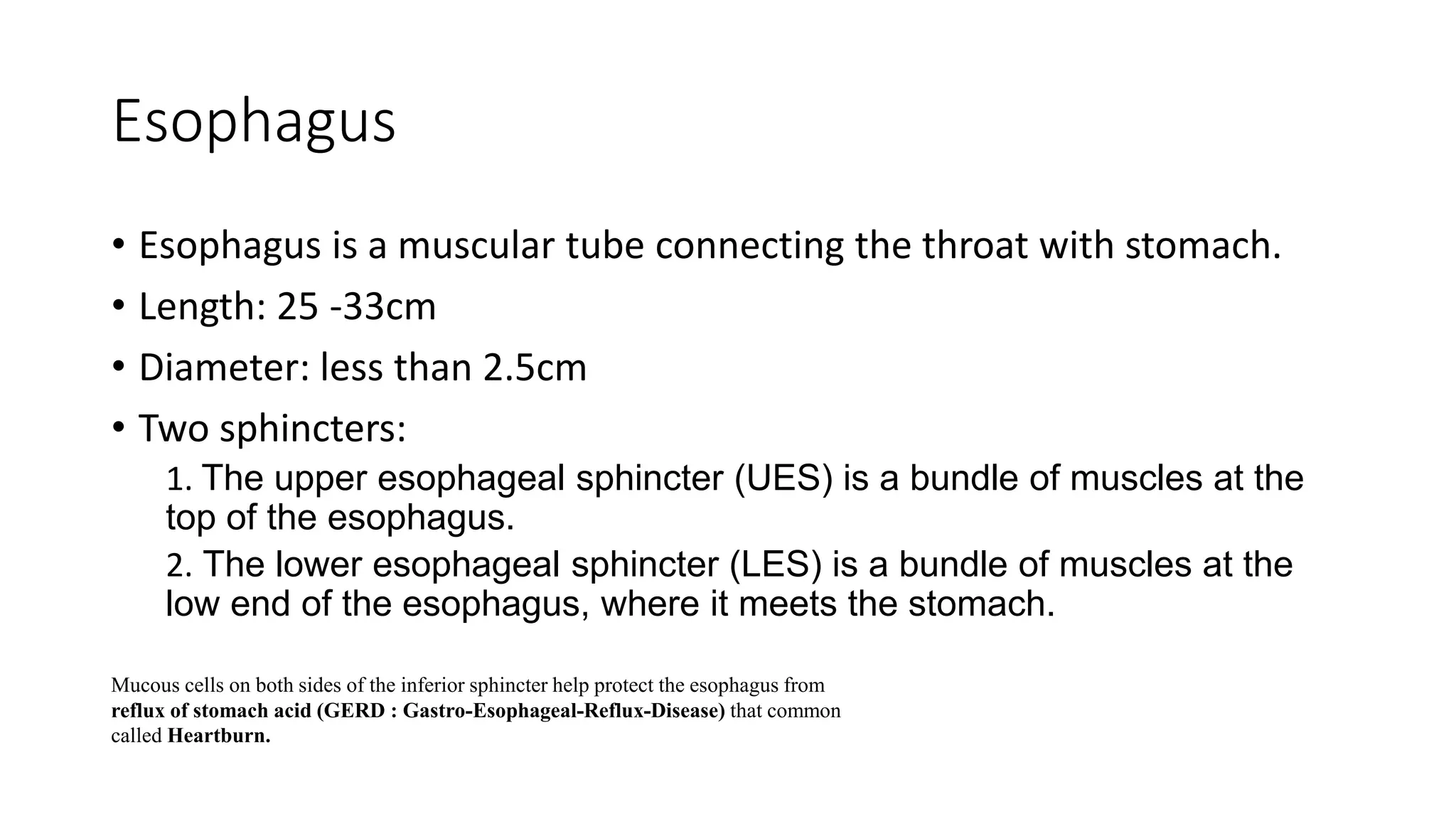 Digestive system anatomy clinic | PPTX