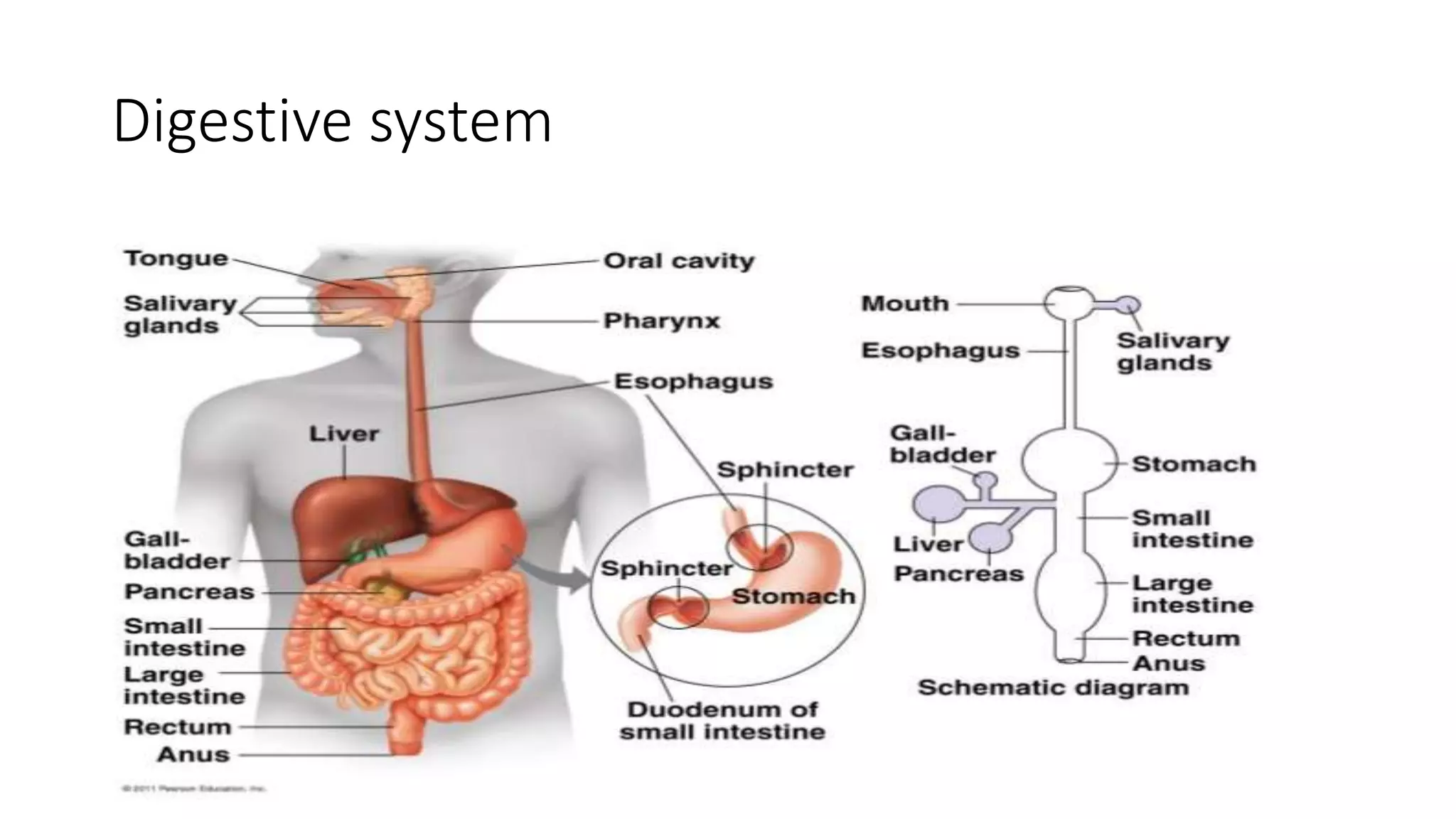 Digestive system anatomy clinic | PPTX