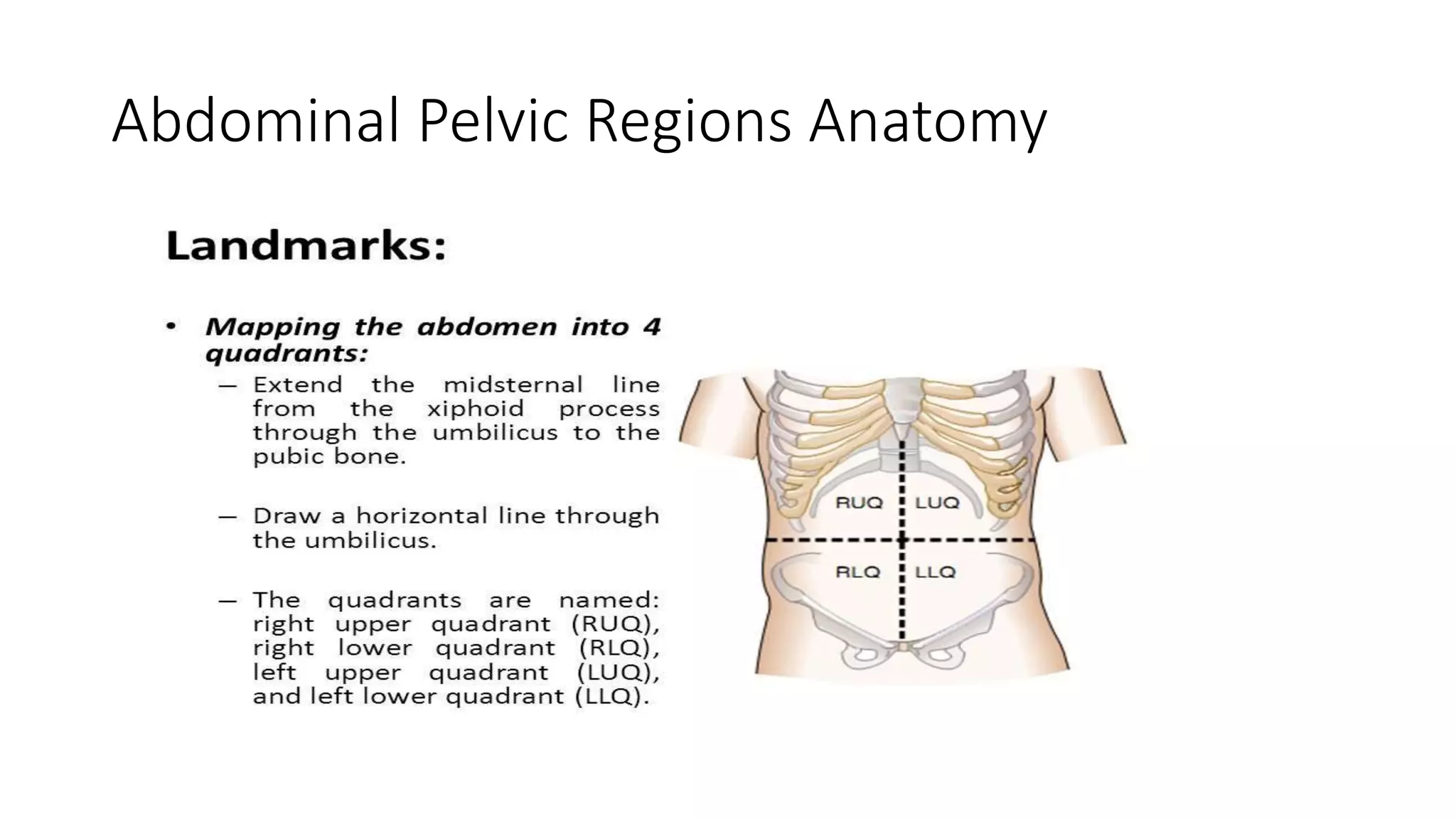 Digestive system anatomy clinic | PPTX
