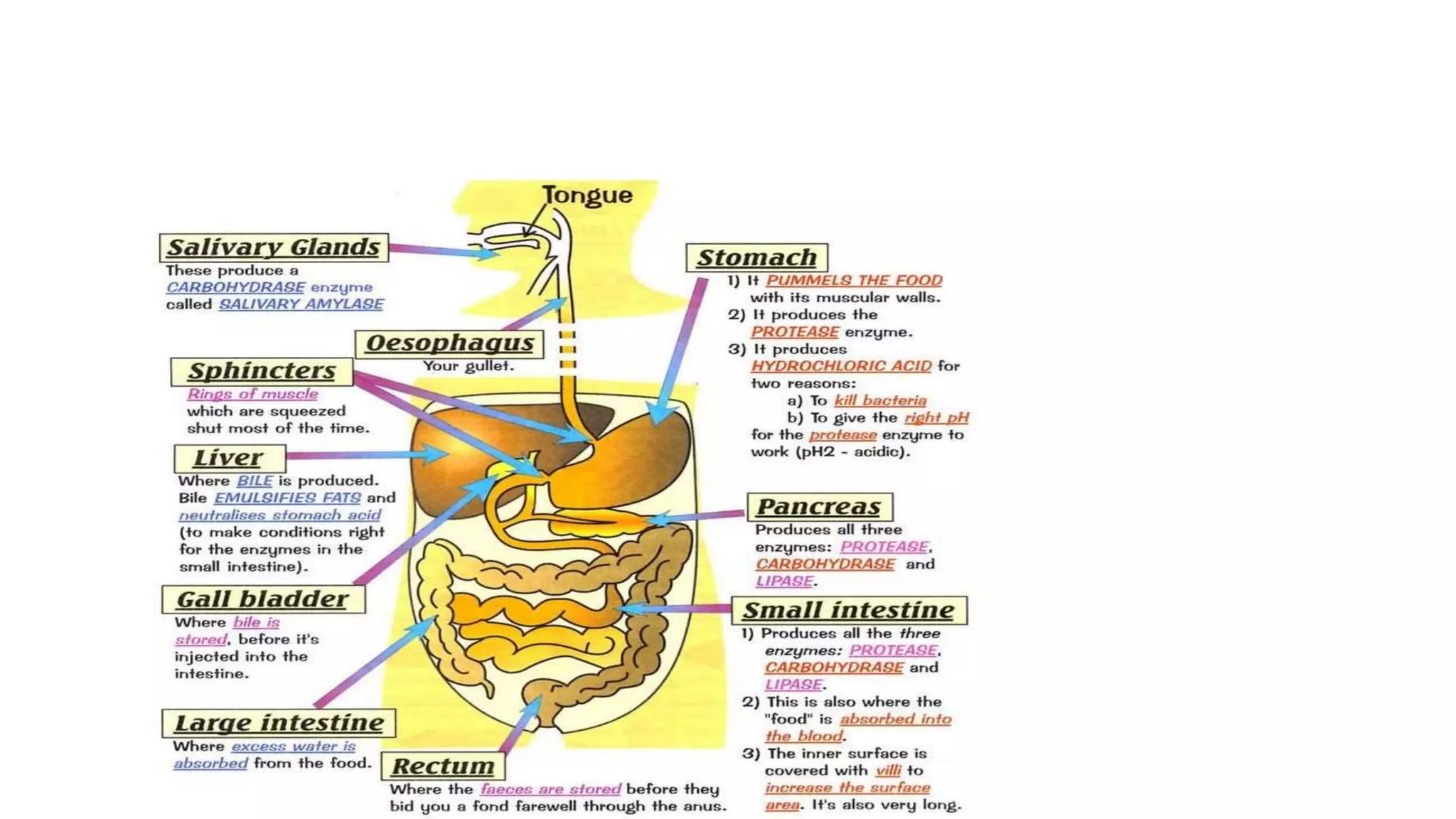 Digestive system anatomy clinic | PPTX