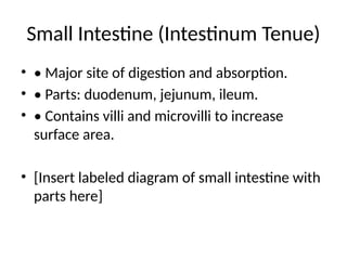 Digestive_System_Anatomy_Physiology_BSN1H.pptx