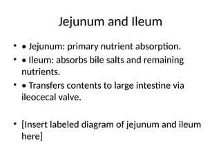 Digestive_System_Anatomy_Physiology_BSN1H.pptx