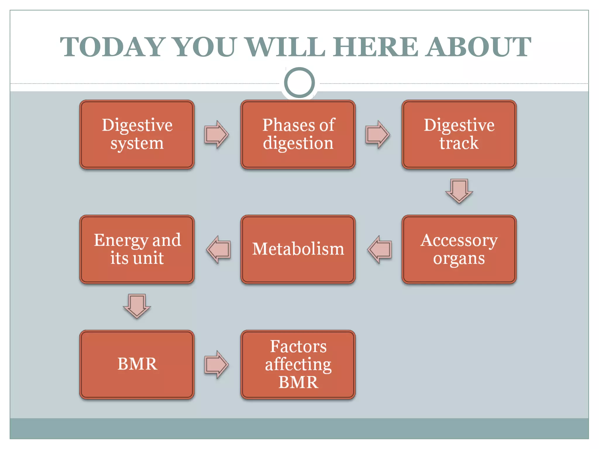 Digestive system and BMR | PPT