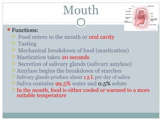 Digestive system and BMR | PPT
