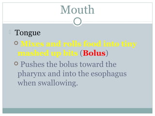 Digestive system and BMR | PPT