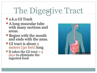 Digestive system and BMR | PPT
