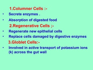 Digestive system of insect and Digestion in insect.pptx