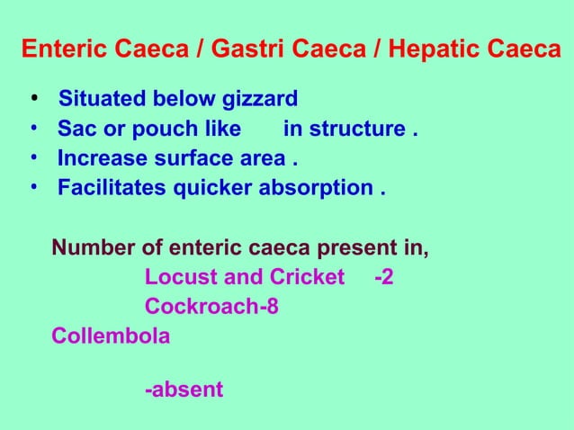 Digestive system of insect and Digestion in insect.pptx