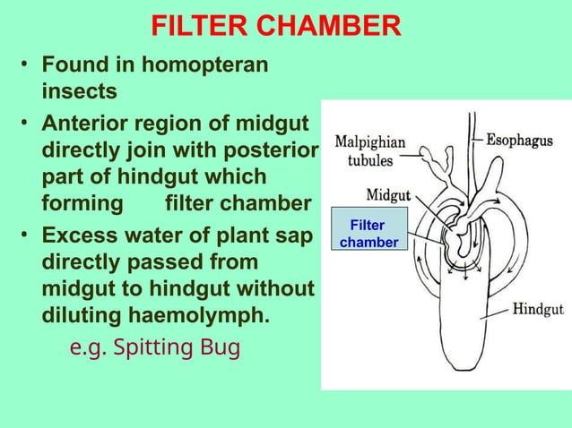 Digestive system of insect and Digestion in insect.pptx
